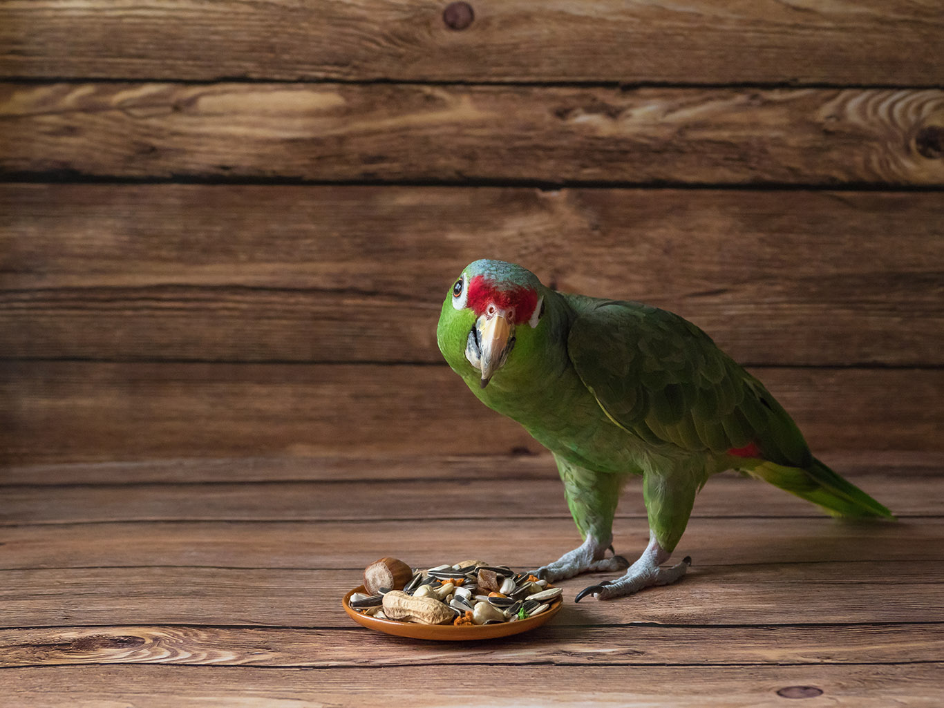 Pet Bird Nutrition: Essential Tips for Providing a Balanced Bird Diet