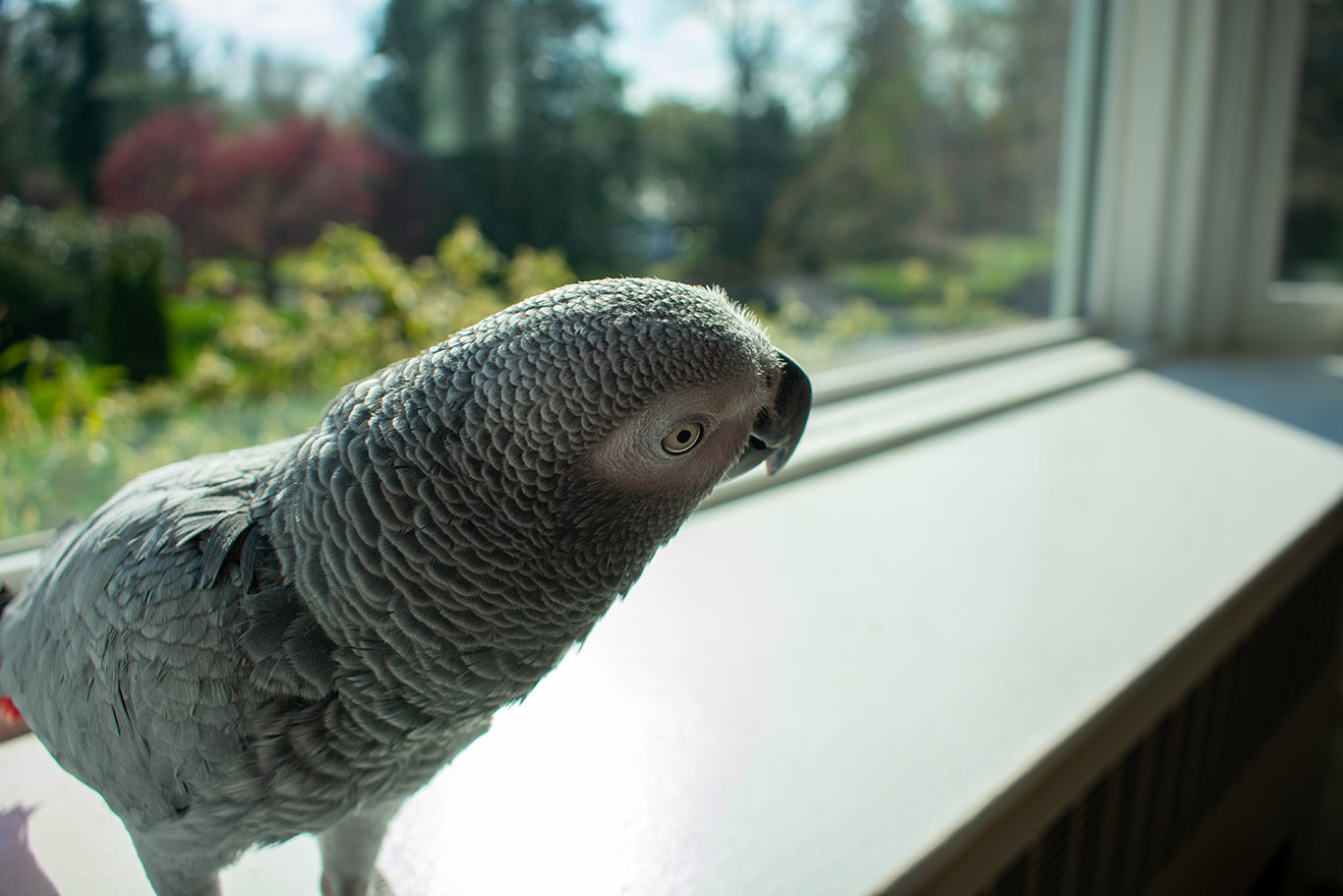 Benefits of Full-Spectrum Lighting for Birds: Why Proper Lighting Is ...