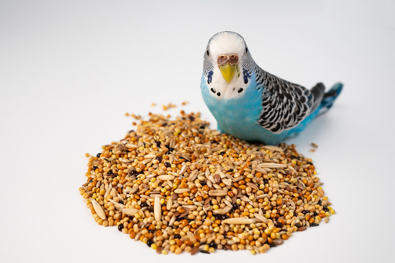 Pantry Moth Prevention: Keep Your Bird’s Food Safe from Infestation