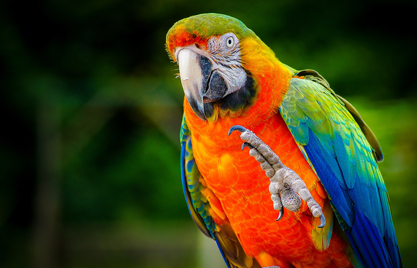 Foot Toys for Birds: Why They’re Essential for Parrot Health and Enrichment