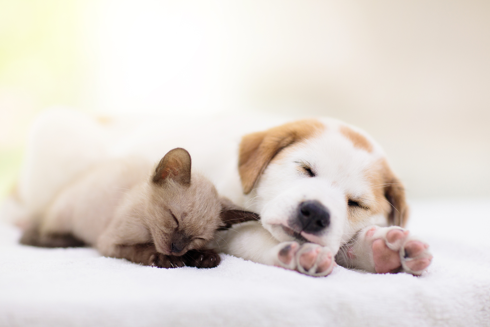 How to Use Revival's Pet Health Records