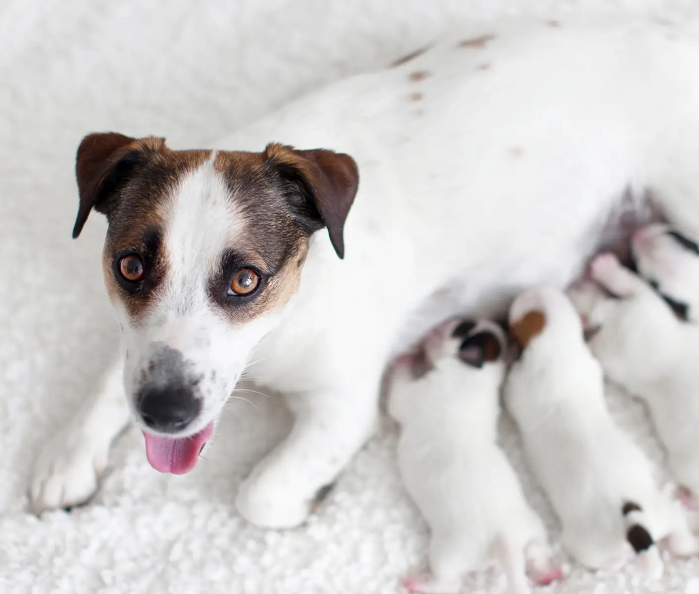 How to Set Up a Whelping Area for Dogs
