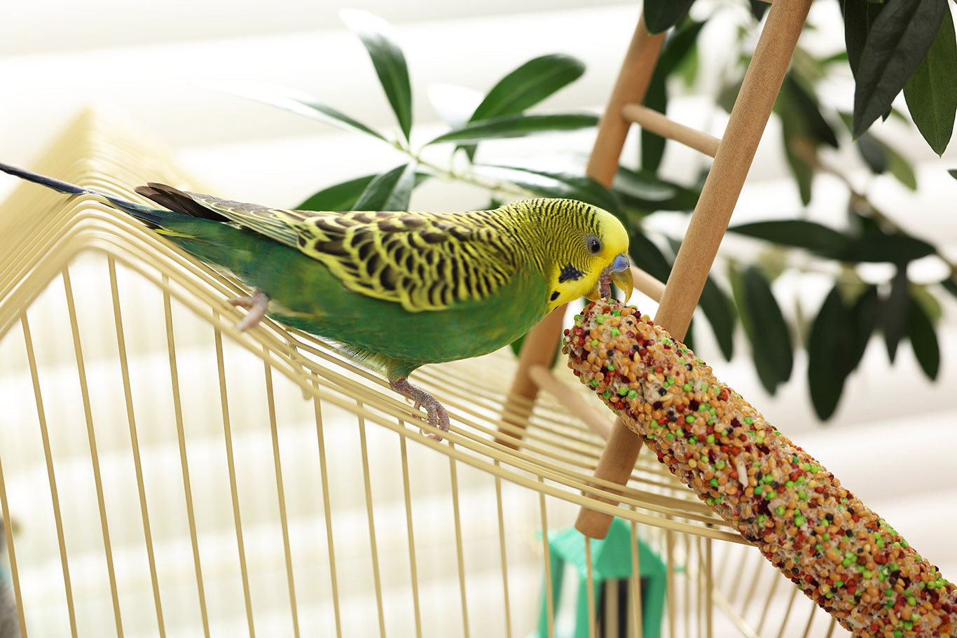 Best Bird Food and Snack Ideas for a Healthy Pet Bird Diet