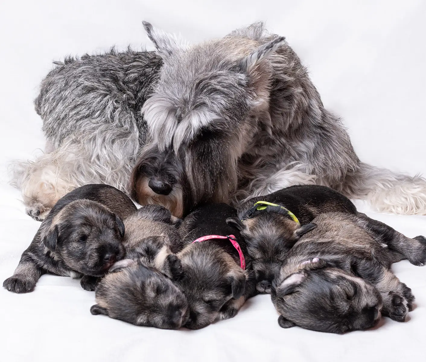 Newborn Puppy Death: 30 Critical Days for Preventing Puppy Loss