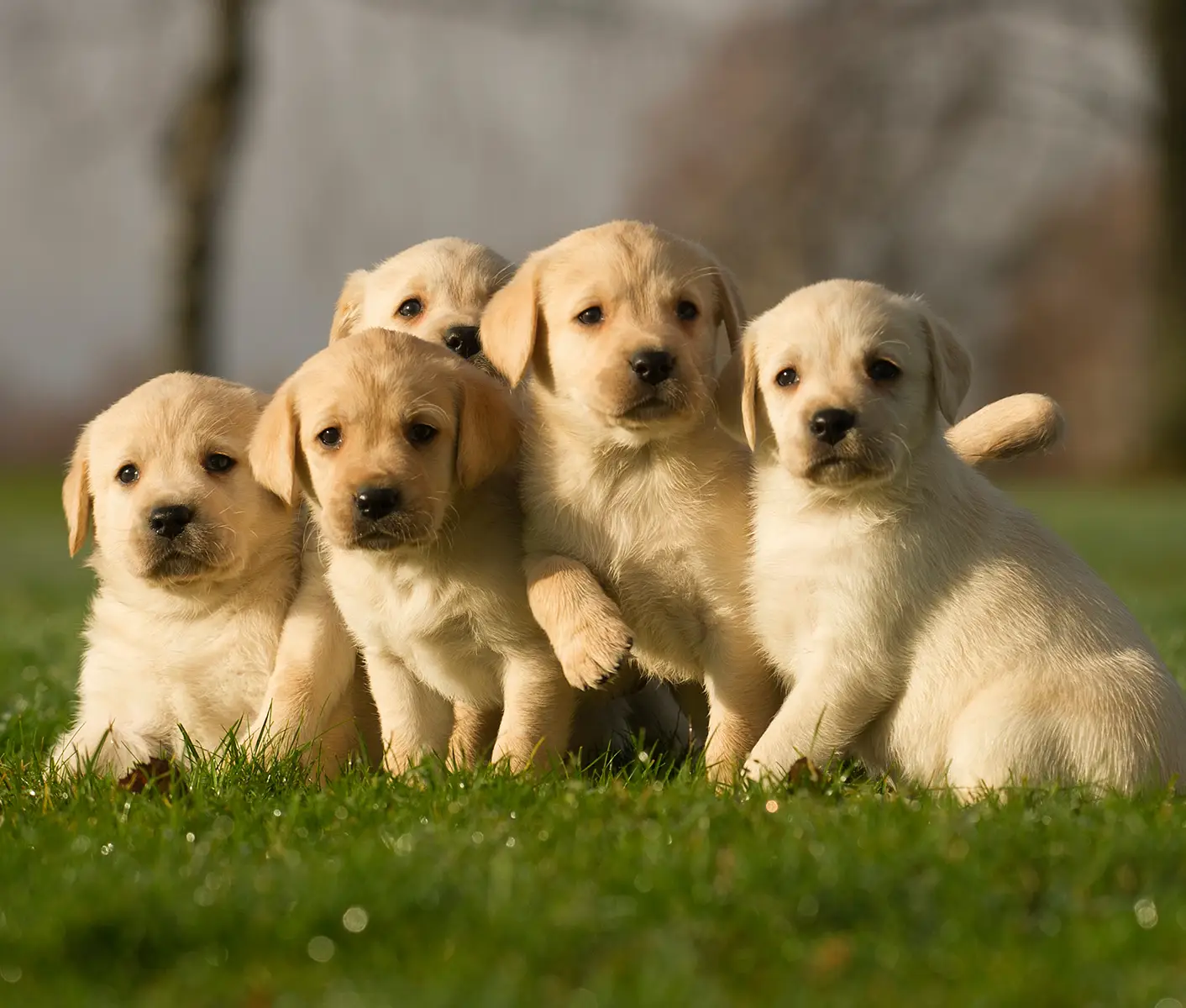 5 Best Kennel Practices for 2017