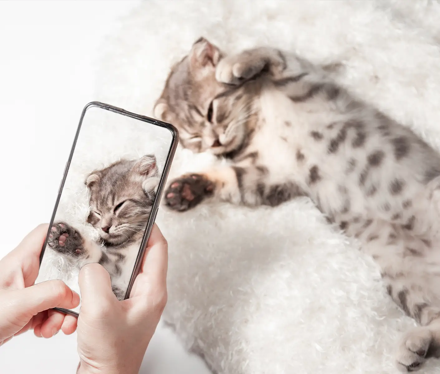 8 Pet Photography Tips for Taking Terrific Pet Pictures