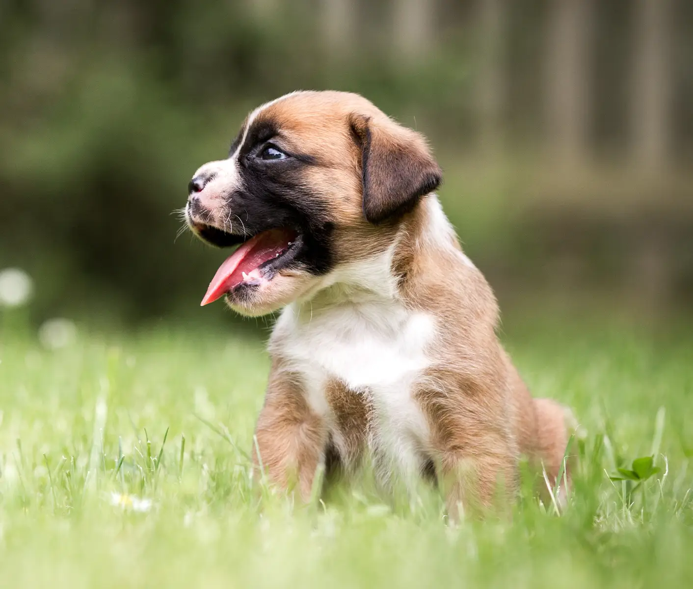 Airway Abnormalities in Puppies and Kittens