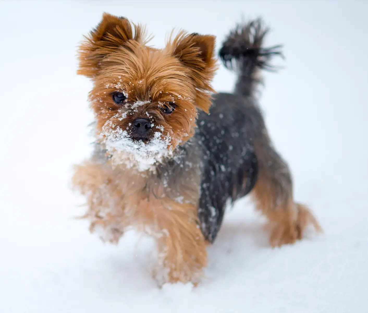 Cold Weather Pet Safety: Cats and Dogs in Winter