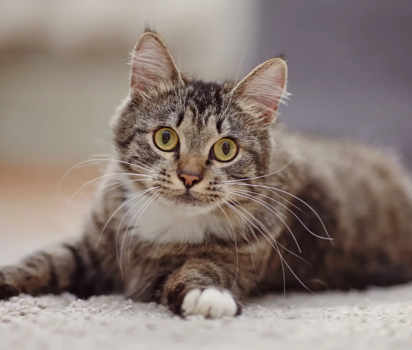 Common Cat Skin Problems