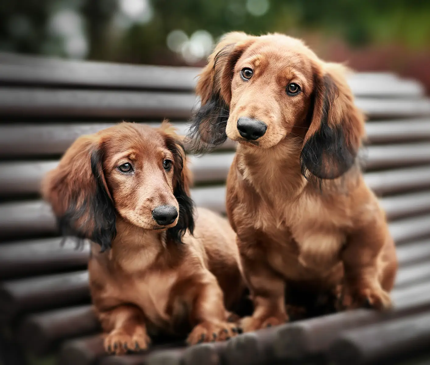 Dog Genetics: Hearing and Eye Testing in Dogs