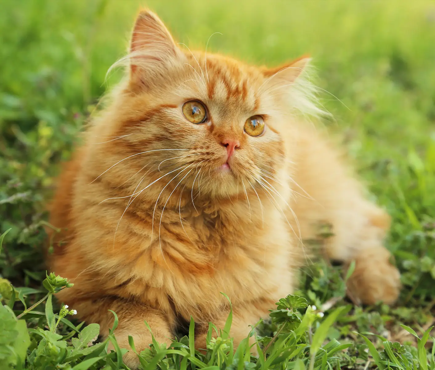 Feline Acne: Cat Chin Bumps