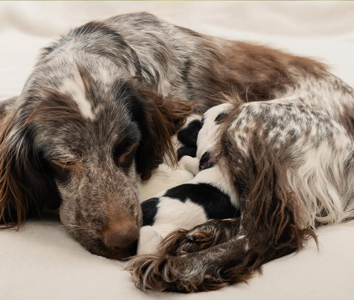 Managing Females - A Dog's First Litter