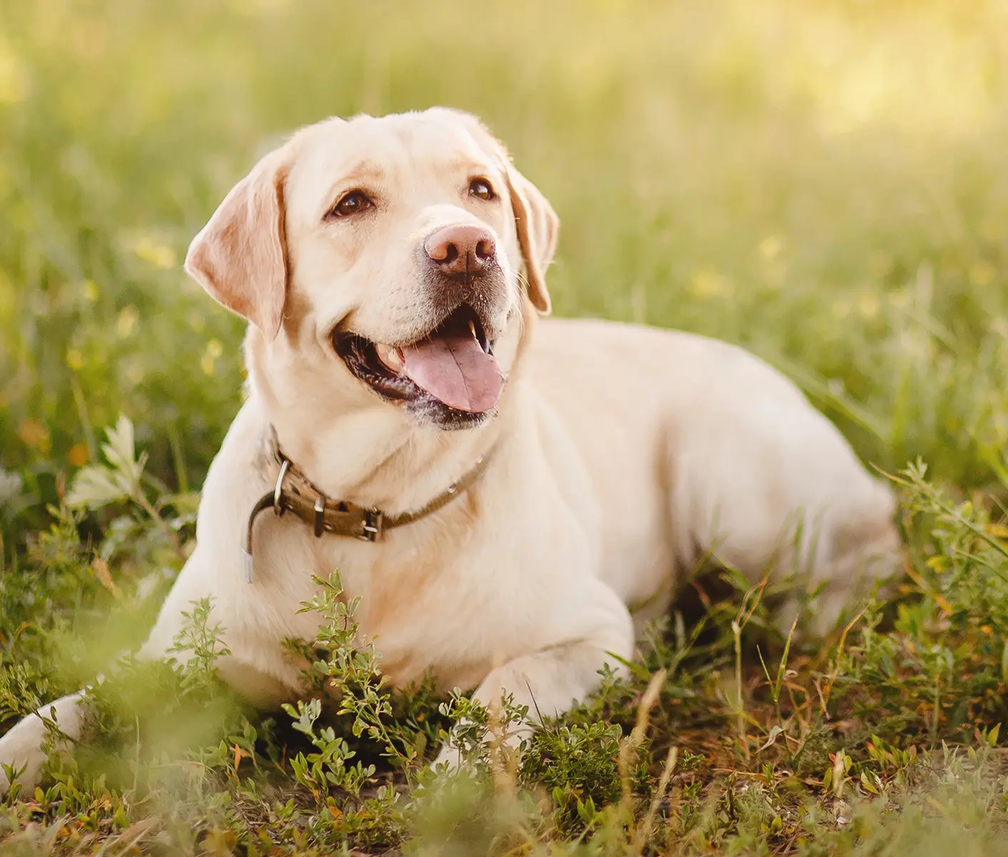 Avoiding C-Sections in Dogs | Revival Animal Health