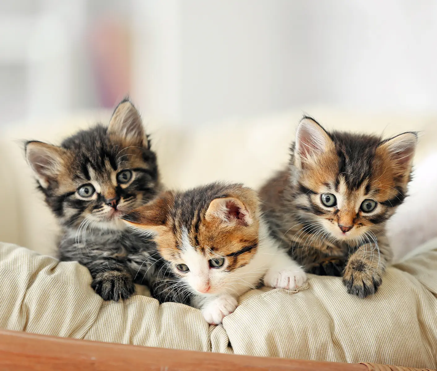 Neonatal Isoerythrolysis in Kittens