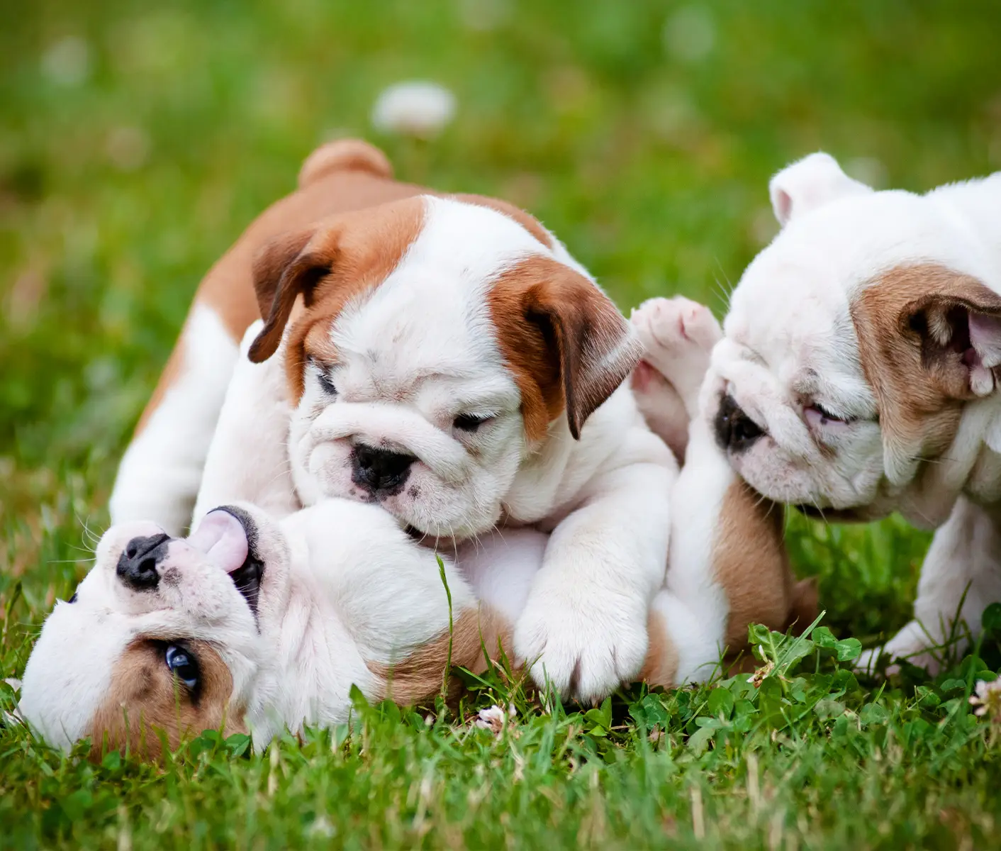 Puppy Socialization Tips: How to Reduce the Risk of Puppy Behavior Problems