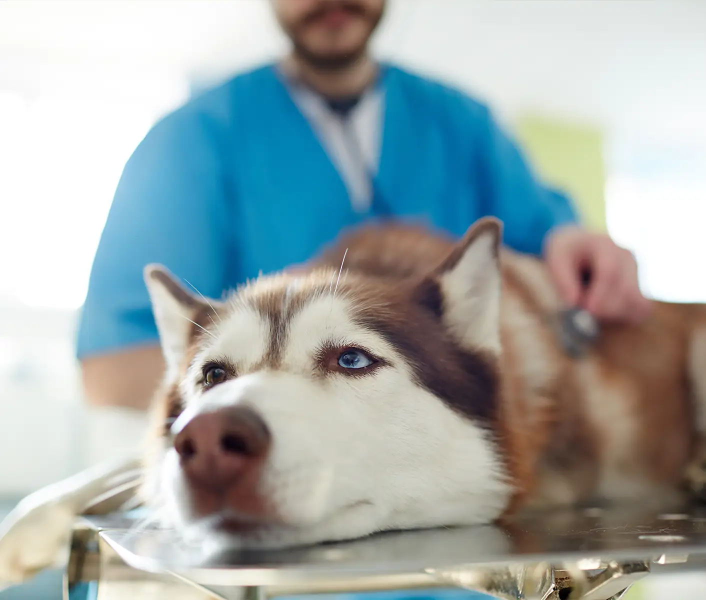 6 Dog Health Problems You Can Solve