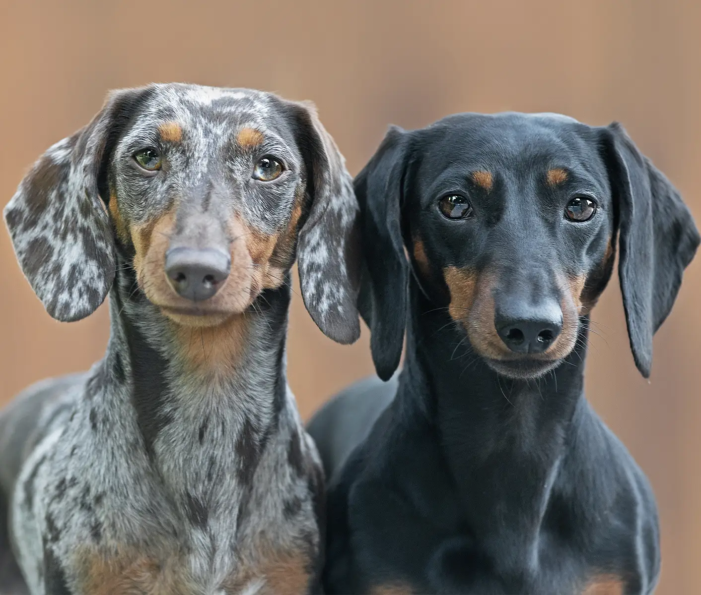 The ABC's of Breeding Dogs and Canine Pregnancy