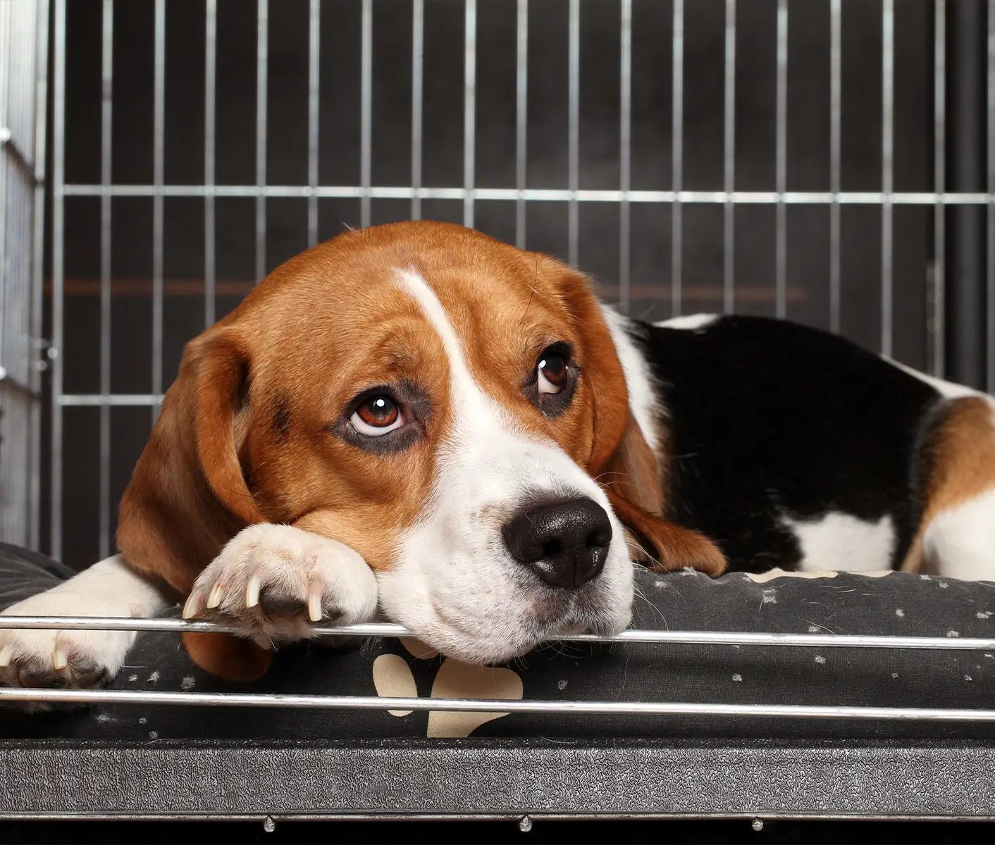 Time Saving Dog Breeding Kennel Tips