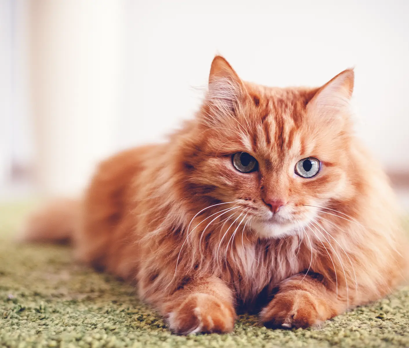 Upper Respiratory Infections in Cats