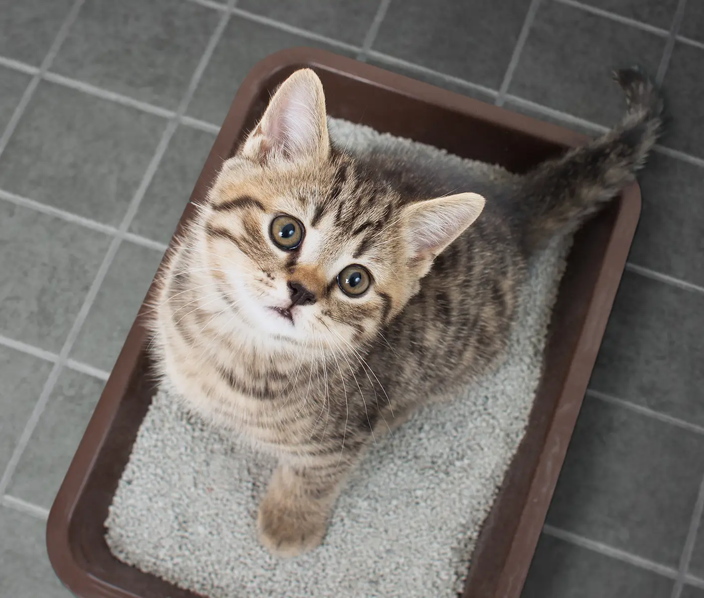 Cat Not Using the Litter Box: Cat House-Soiling Explained