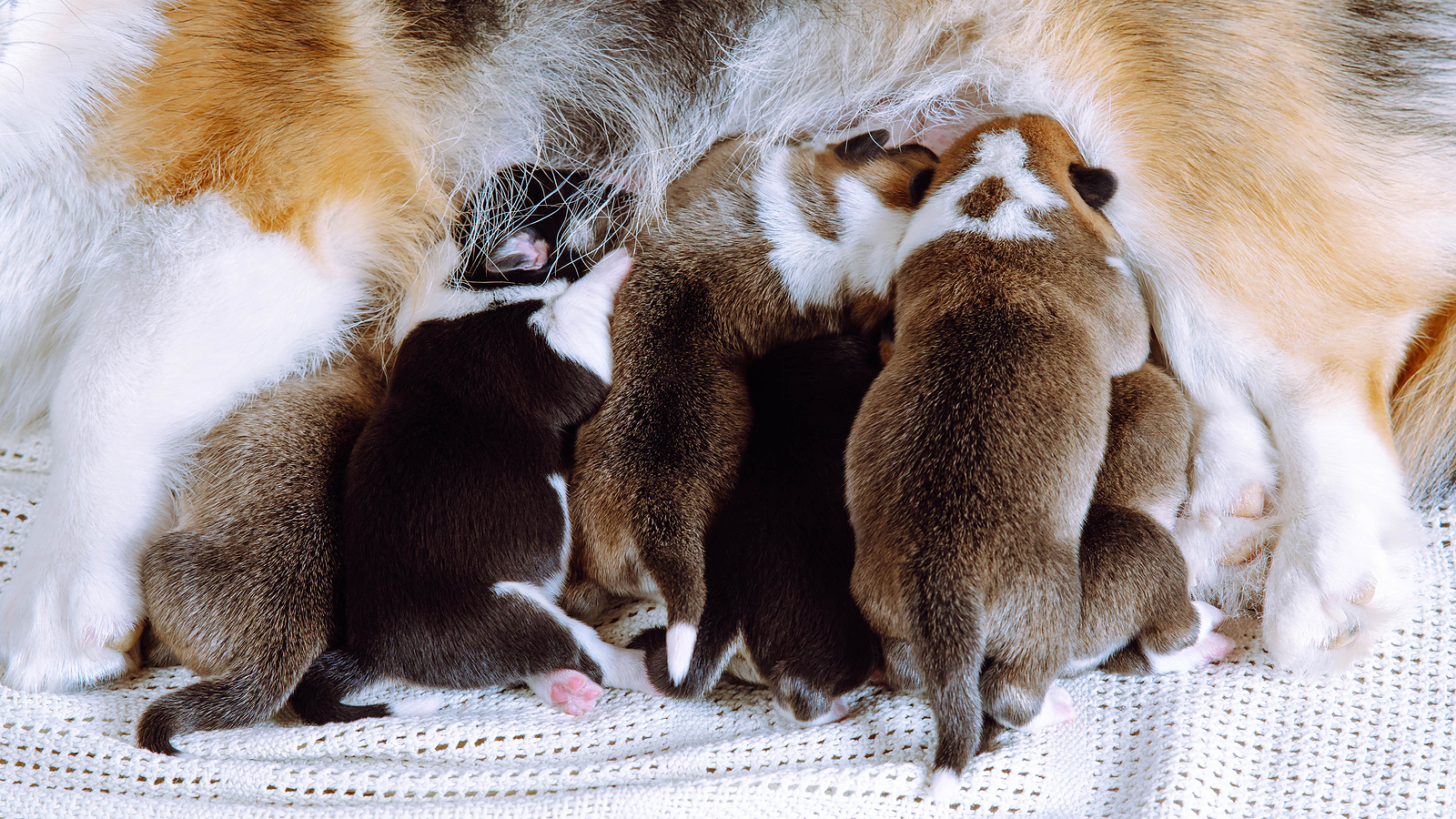 Revival’s Whelping Kit for Dogs