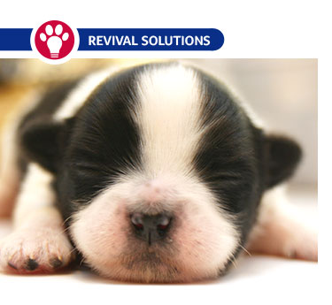 Revival Animal Health - Normal Neonatal Puppy Development Chart