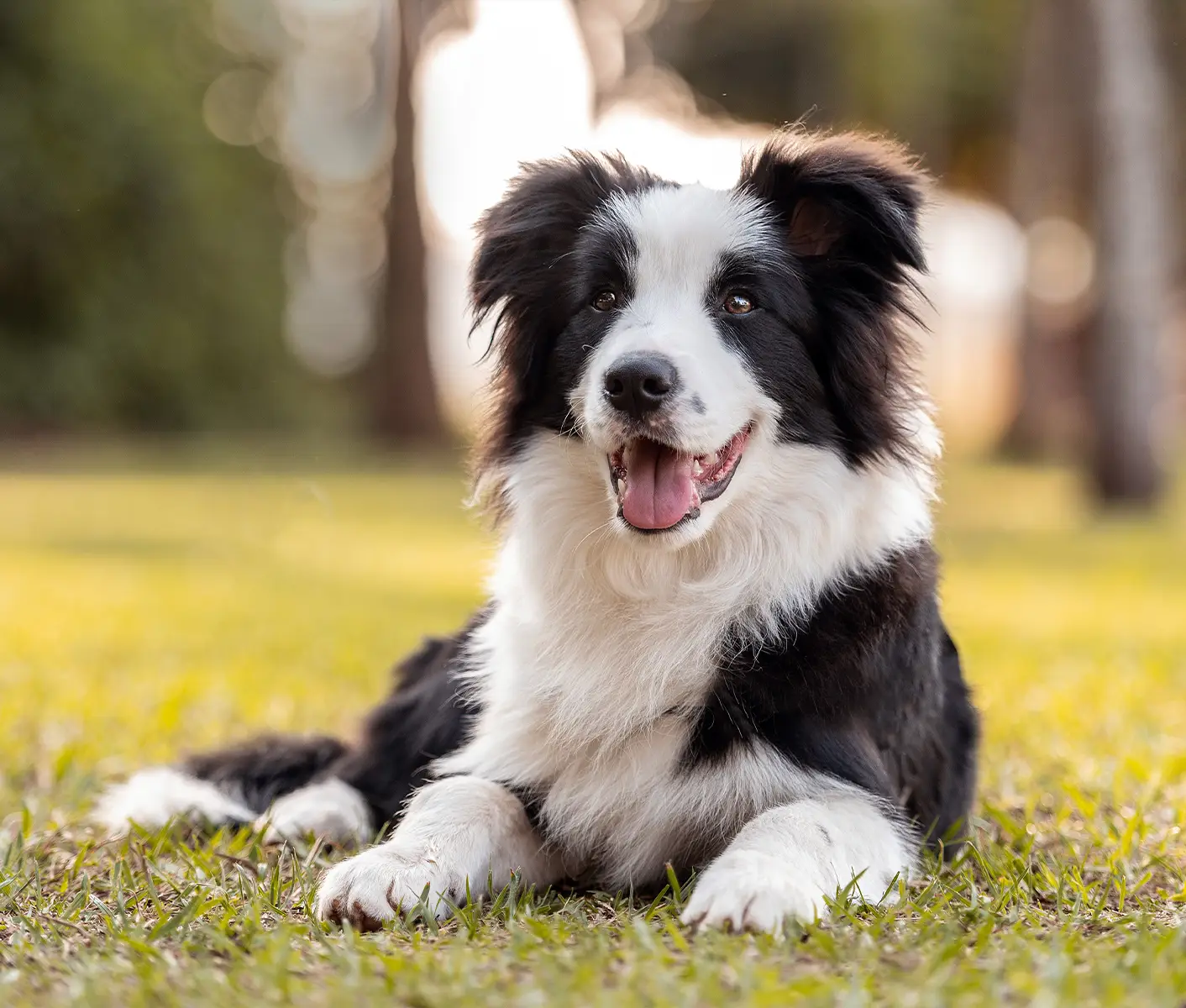 Dog Body Condition Scores: Canine BCS