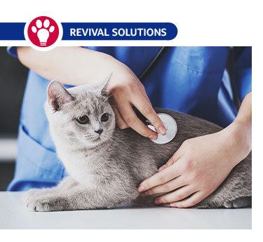 Revival Animal Health - How Often Should Cats Go to the Vet
