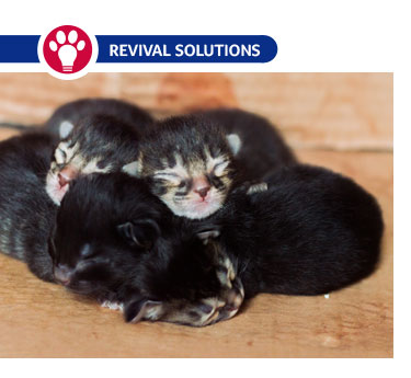Revival Animal Health - Abandoned Kitten Care: Raising Orphaned Kittens