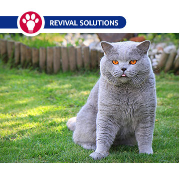 Revival Animal Health - Senior Cat Nutrition