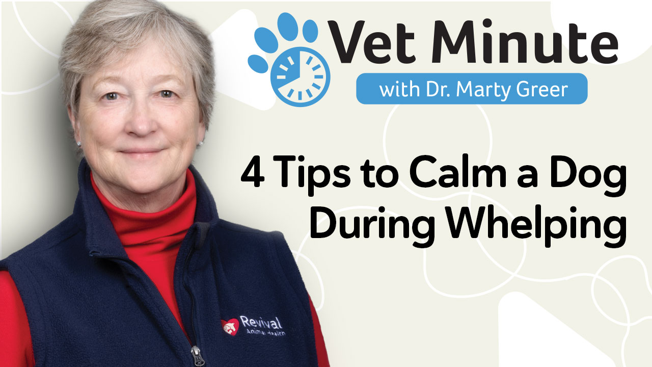4 Calming Tips for Whelping: Helping Your Dog Through Her First Litter
