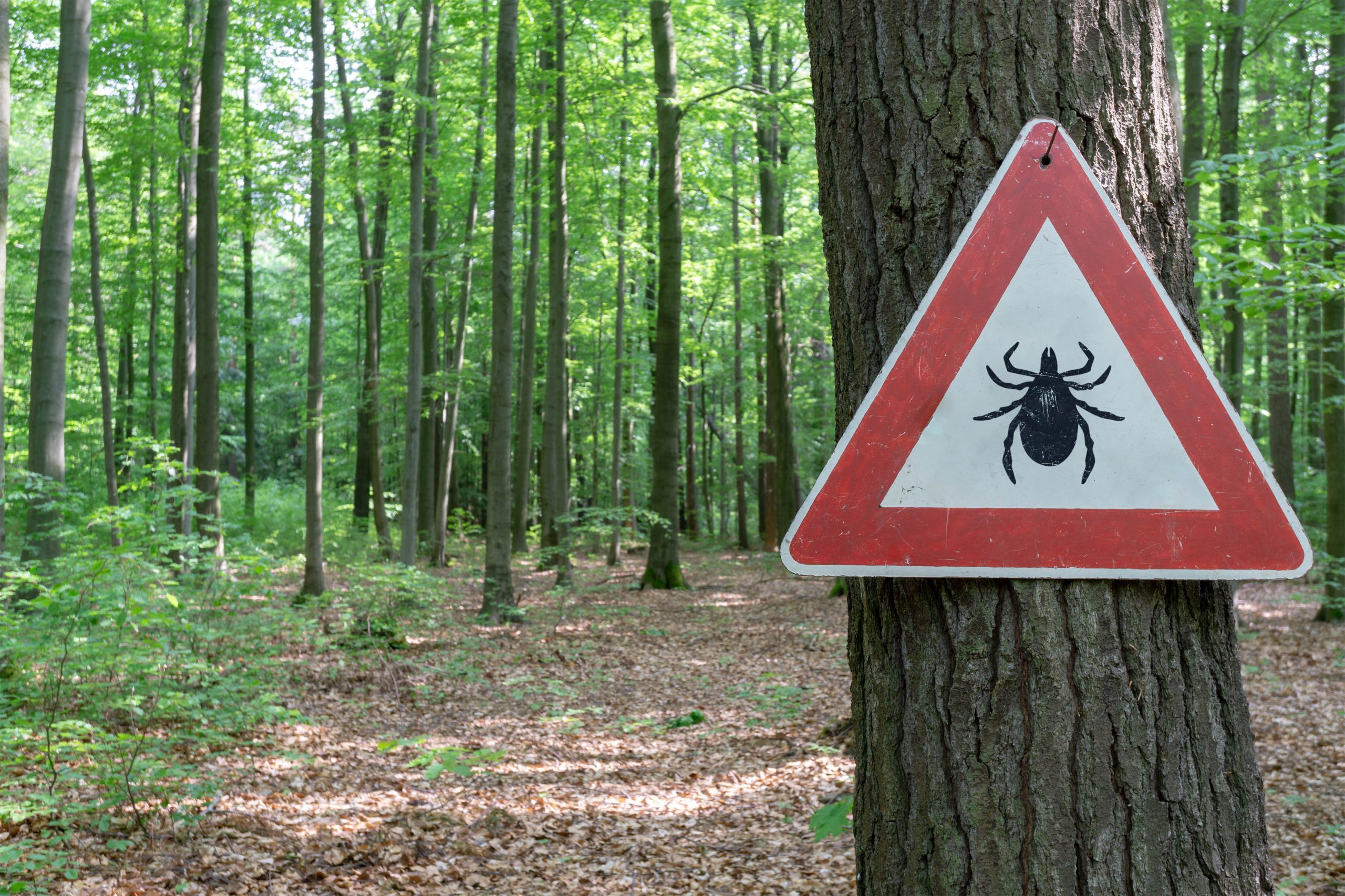 Tick Identification Chart Guide | Revival Animal Health