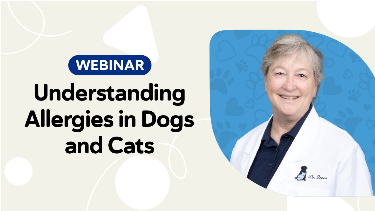 Understanding Allergies in Dogs and Cats: Causes, Symptoms & Solutions