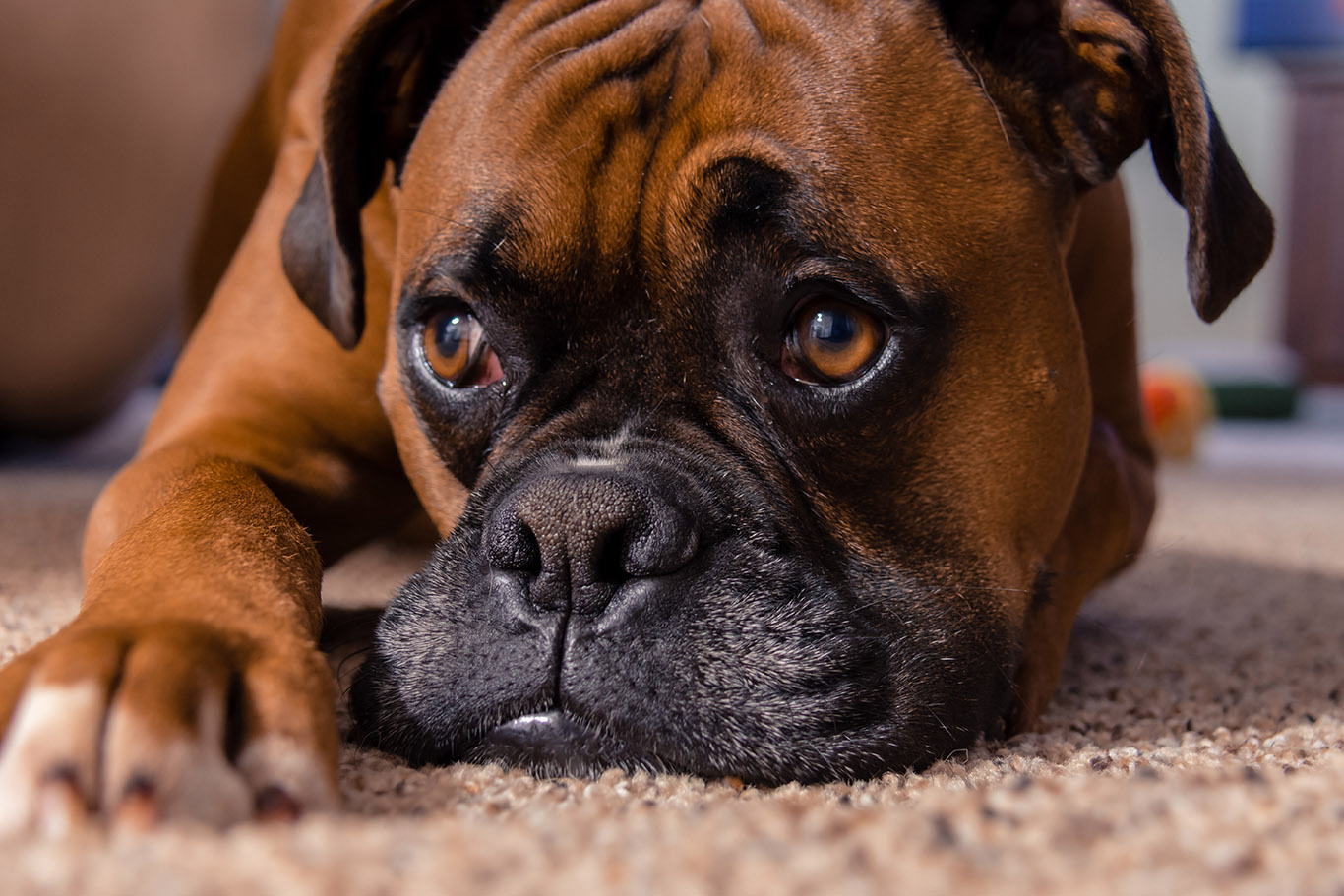 Understanding Hyperkeratosis in Dogs: Causes, Symptoms, and Treatment ...